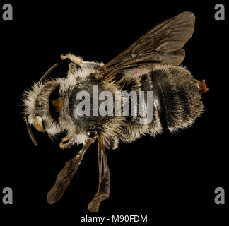 Hoplitis anthocopoides, a species of bee in Washington County, Maryland ...