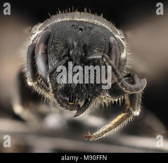 Hylaeus basalis, face Stock Photo - Alamy