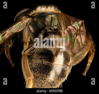 Lasioglossum 2, f, propodium, Humboldt Co CA Stock Photo - Alamy