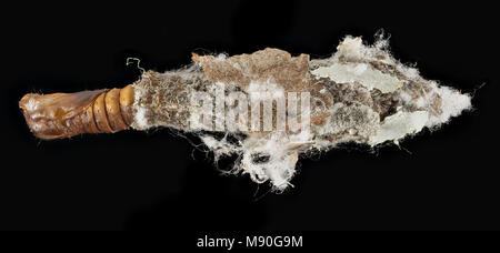 Luke Whitaker’s collection of moth pupae from Chincoteague Island ...