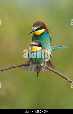 Bijeneter parend; European Bee-eater mating Stock Photo - Alamy