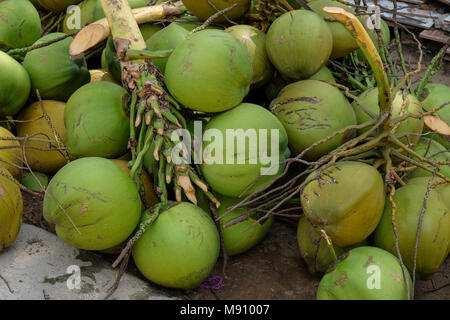 Coconuts on tree Ben Tre Vietnam Stock Photo - Alamy
