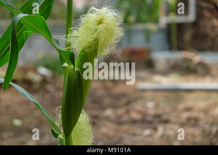 Corn on tree. Royalty high quality free stock image of green corn on ...