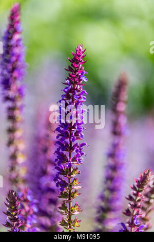 Blooming sally flowers close up, willow-herb or Ivan Tea, medicinal ...