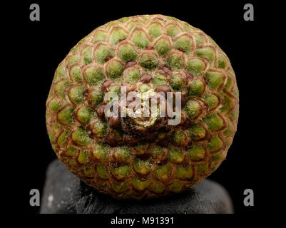 Detail of an acorn cap, Quercus rubrum against a black background ...