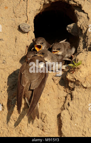 Sand Martin (Riparia riparia) feeding juveniles at breeding cavity ...
