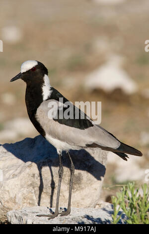 Smidsplevier adult Namibie, Blacksmith plover adult Namibia Stock Photo ...
