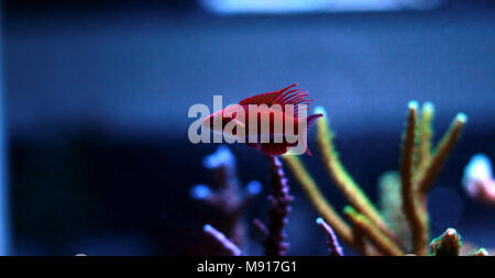 Linespot Flasher Wrasse (Paracheilinus lineopunctatus Stock Photo - Alamy