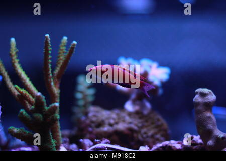 Linespot Flasher Wrasse (Paracheilinus lineopunctatus Stock Photo - Alamy
