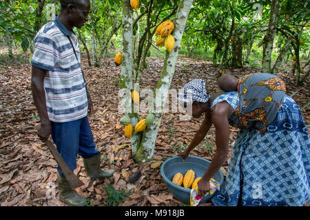 Ivory Coast. Farmer harvesting cocoa in his plantation Stock Photo - Alamy