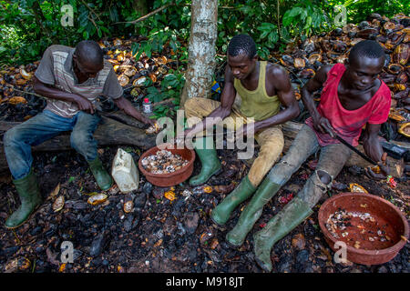 Ivory Coast. Farmers breaking up harvested cocoa pods Stock Photo ...