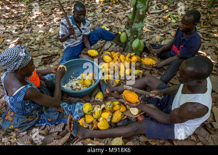 Farmers breaking up harvested cocoa (cacao) pods, Ivory Coast, West ...