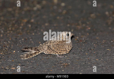 Egyptian Nightjar (Caprimulgus aegyptius Stock Photo - Alamy
