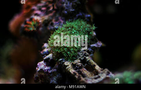 Green star polyps coral Stock Photo - Alamy
