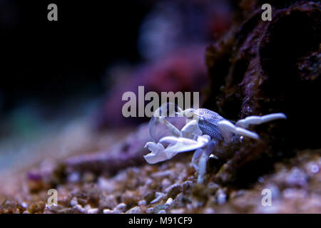 Porcelain crab in coral reef aquarium tank Stock Photo - Alamy