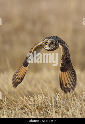Velduil, Short-eared owl, Asio flammeus Stock Photo - Alamy