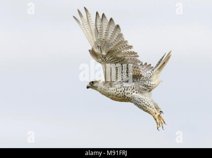 Giervalk, Gyrfalcon, Falco rusticolus Stock Photo - Alamy