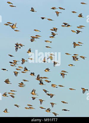Brambling (Fringilla montifringilla) flock flying, Austria Stock Photo ...