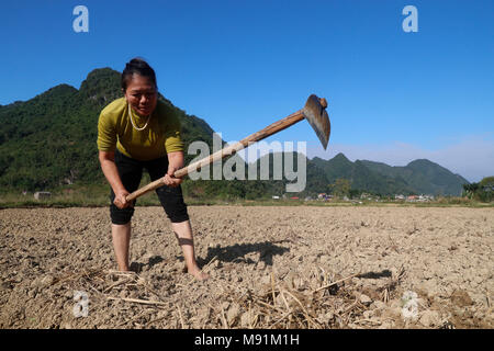 Vietnamese woman digging soil with the hoe in the vegetable field. Hoi ...