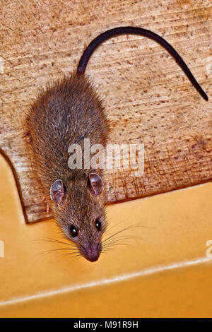 mouse on bread Stock Photo - Alamy