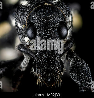 Curculionidae, U, face, La Ve Jarabacoa, Dominican Republic 2013-02-28 ...