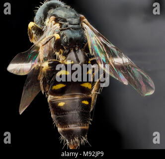Perdita octomaculata, F, back, Maryland, Anne Arundel Co Stock Photo ...