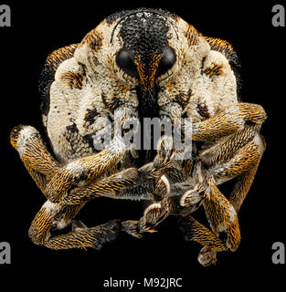 An isolated black weevil (Curculionoidea Stock Photo - Alamy