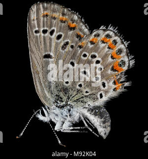 A close-up of the endangered Karner Blue butterfly, Lycaeides melissa ...
