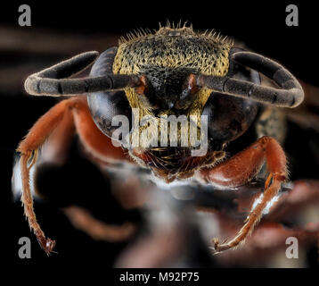 Bees and Apoid Wasps (Apoidea), Insecta, Hobart TAS, Australia Stock ...