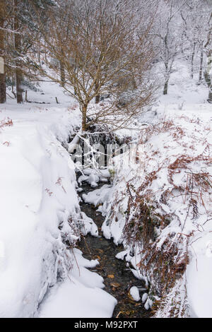 snowy forest in Ireland Stock Photo - Alamy