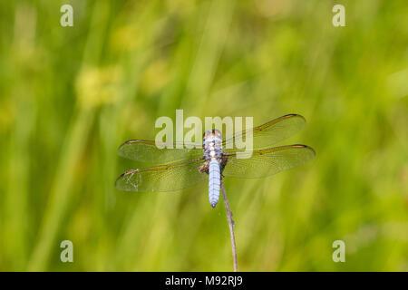 06618-00215 Yellow-sided Skimmer (Libellula flavida) male Montgomery ...