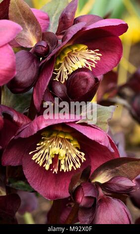 Helleborus 'Annas Red' Stock Photo - Alamy