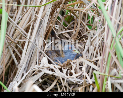 Porzana parva. The nest of the Little Crake in nature. Russia, the ...