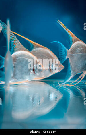 different fishes in aquarium for design purpose, wallpaper Stock Photo ...