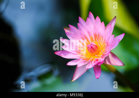 Pink lotus flower growing upright isolated on white background Stock ...