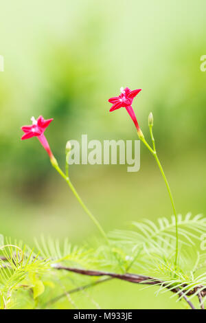 Star Ipomoea flower Stock Photo - Alamy