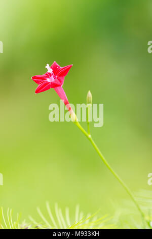 Star Ipomoea flower Stock Photo - Alamy
