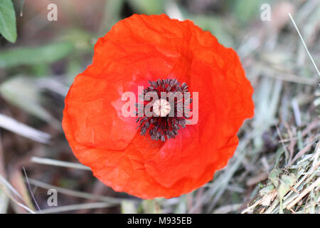 Red poppies on WW1 & WW2 war memorial (scenic landscaped grounds ...