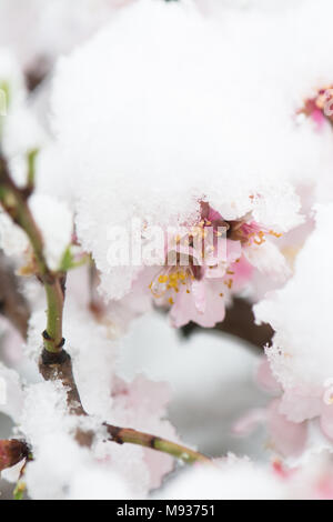 Almond tree flowers covered by snow Stock Photo - Alamy