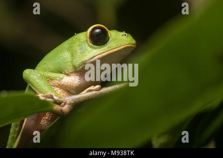 Black-eyed Monkey Frog (Phyllomedusa camba), Tambopata National Reserve ...