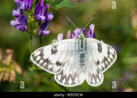 Western White (Pontia occidentalis Stock Photo - Alamy
