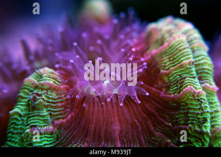 Open brain sp. coral in reef aquarium Stock Photo - Alamy