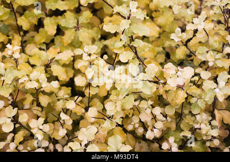 Pittosporum tenuifolium 'Warnham Gold', tawhiwhi 'Warnham Gold ...