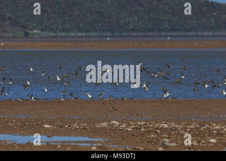 Estero and channels of aquatic shrimp farms, in the vicinity of the ...