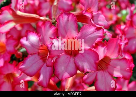 Pink flowers in the Ka'a'awa Valley on the Hawaiian Island of Oahu ...