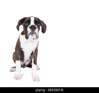 a 4 months old boxer puppy in studio against white background Stock ...