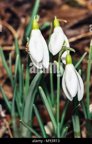 Small common snowdrop flower in early spring with bee inside. Water ...