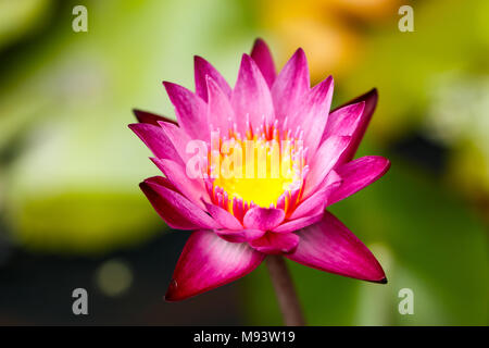 Pink lotus flowers growing upright Stock Photo - Alamy