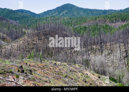 Aftermath of a wildfire in the Cow Creek watershed, Oregon Stock Photo ...