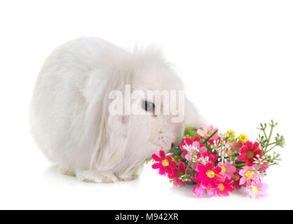 aries rabbit in front of white background Stock Photo - Alamy
